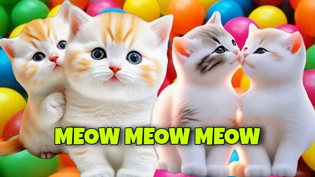 MEOW MEOW MEOW MEOW | LAGU KUCING MEONG MEONG REMIX | CUTE CAT MEOW ...