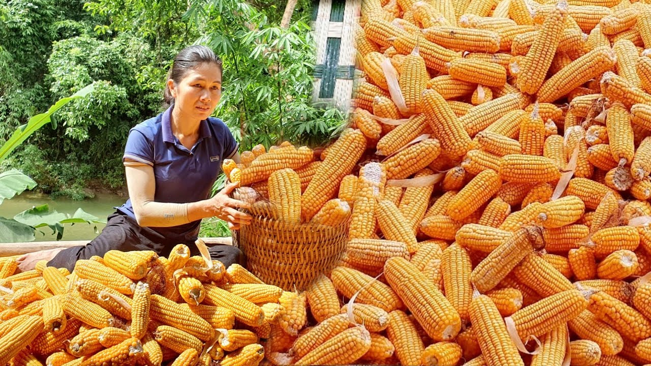 Construction of storage, corn cobs - Harvesting, corn cobs. - YouTube