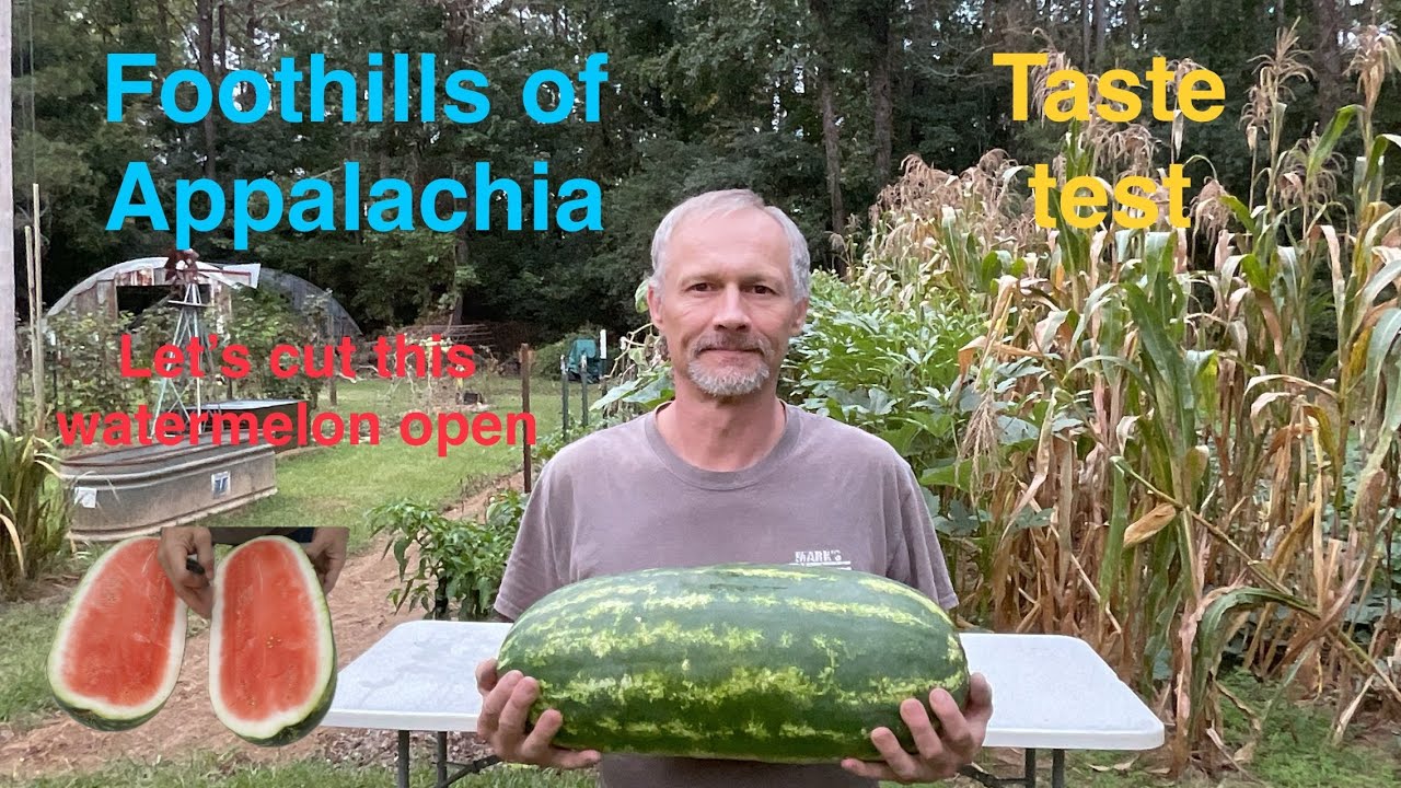 Taste testing home grown watermelon. - YouTube