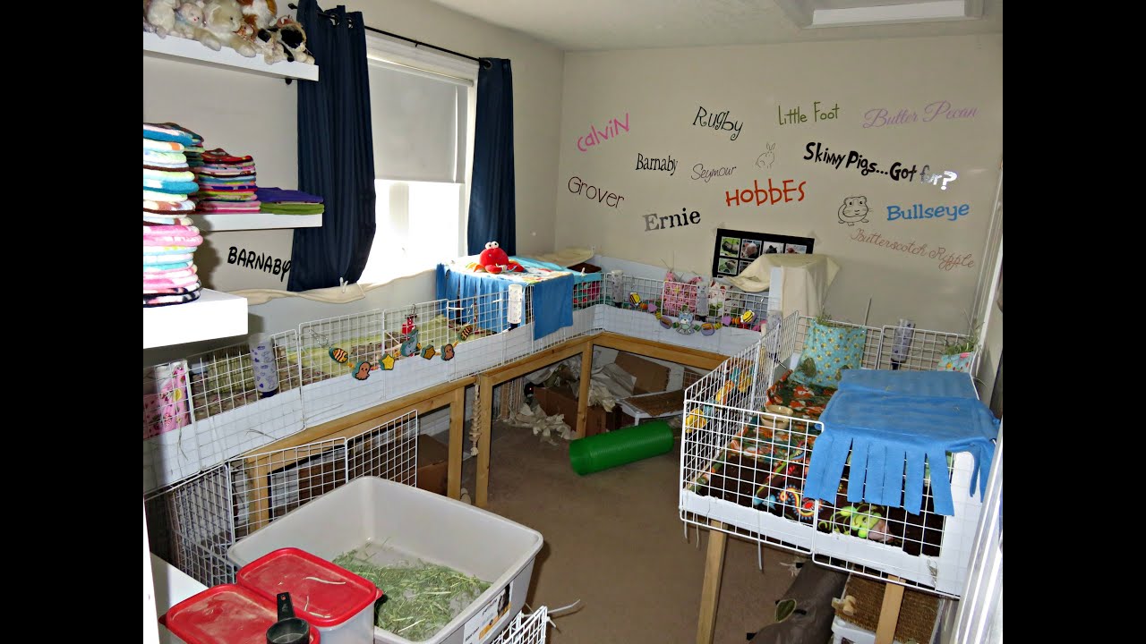 2016 Room Tour: C&C Cages (6 Guinea Pigs & 1 Rabbit) - YouTube