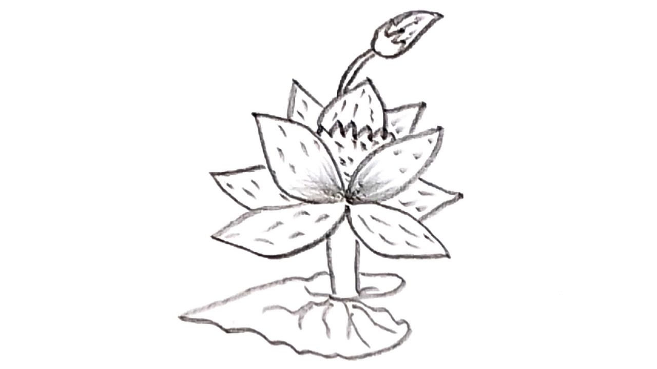 শাপলা ফুল আঁকা | Shapla ful drawing easy | How to draw water lily ...