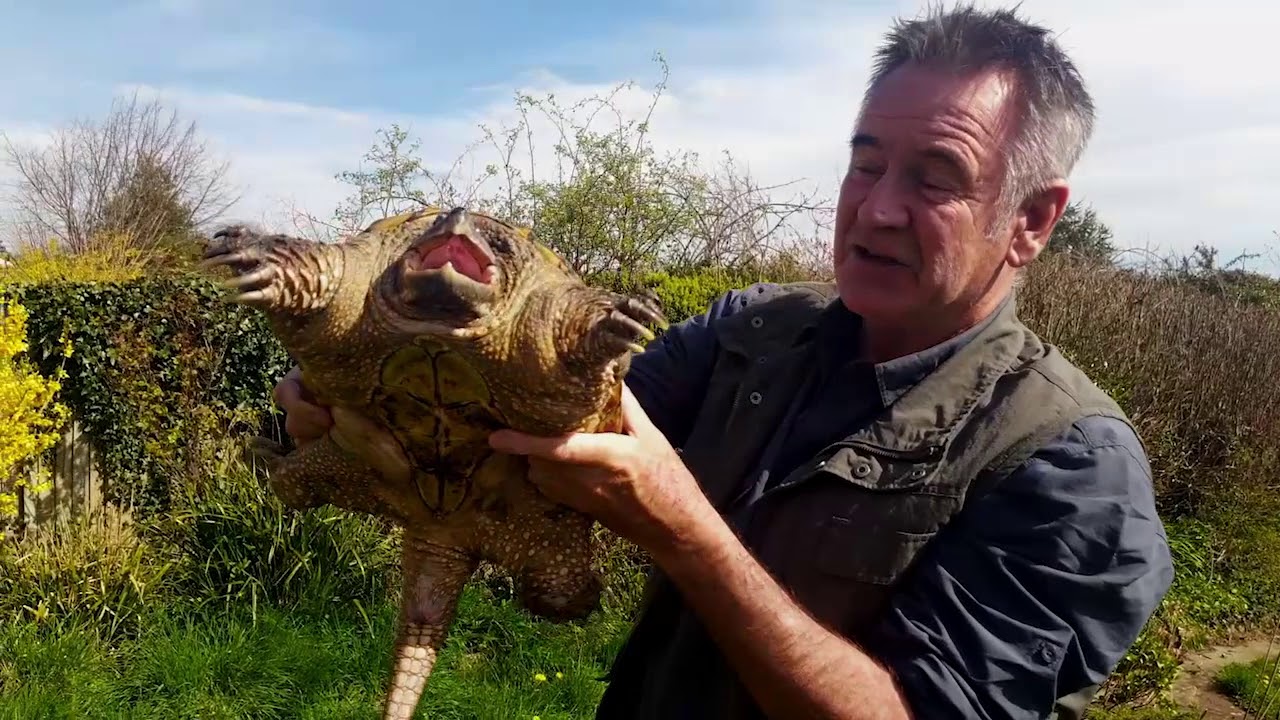SNAPPING TURTLE - YouTube
