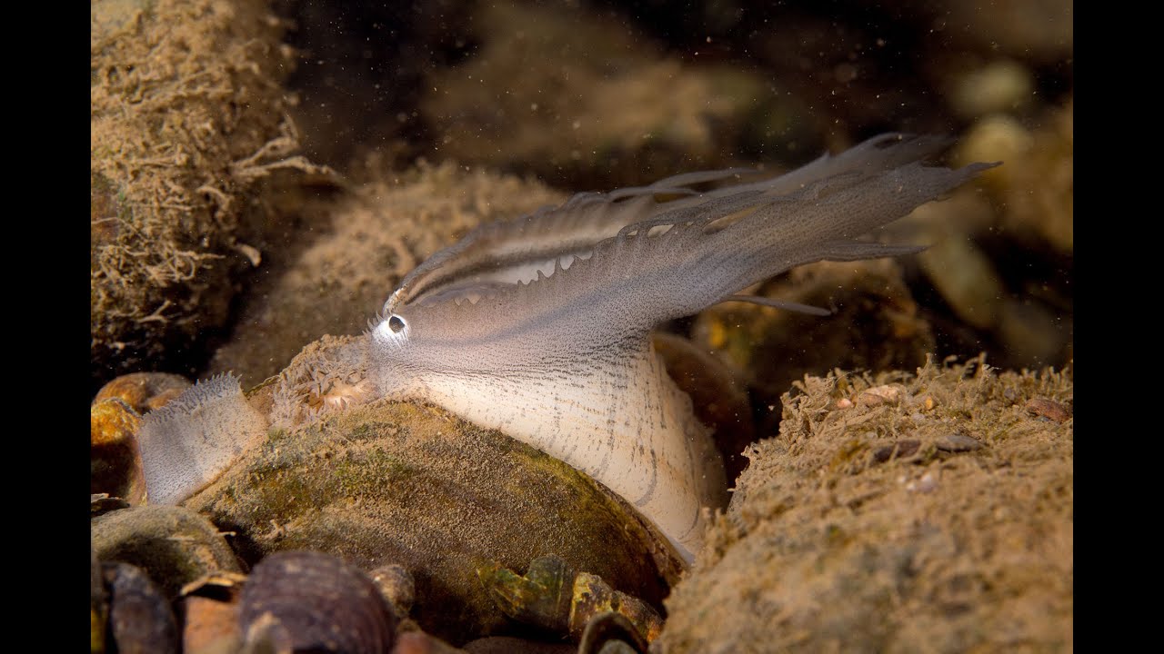 Freshwater Mussel Identification Skills: Teeth or No Teeth - YouTube