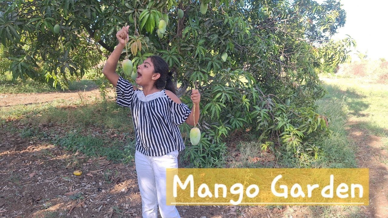 Kavya at Mango Garden 🥭 - YouTube