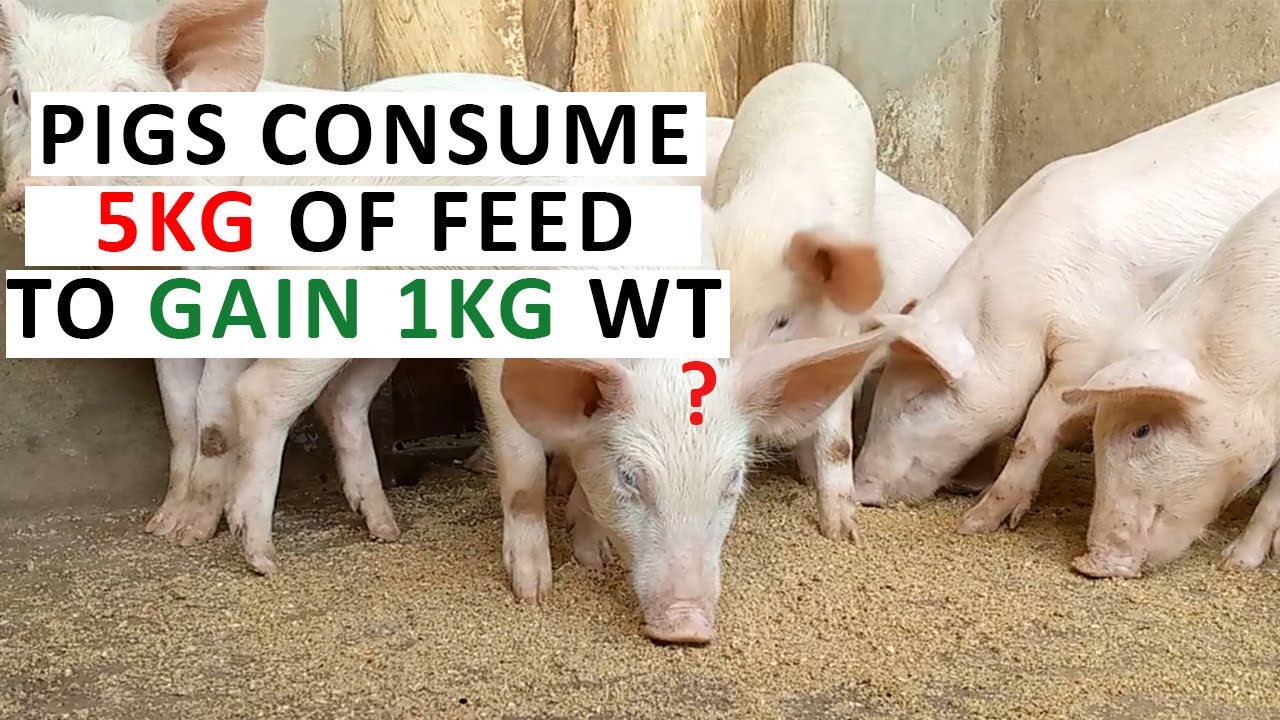 How Much Feed Do Pigs Need to Gain 1kg of Weight? (Feed Conversion ...