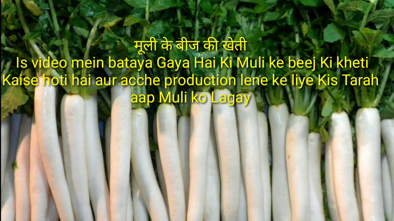 Mooli ke beej ki kheti.seed production of radish - YouTube
