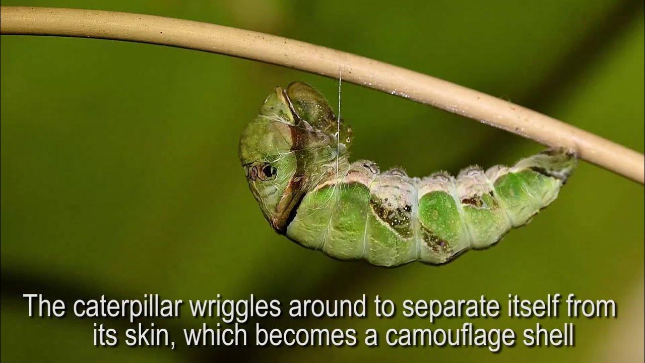 Butterfly Metamorphosis - Documentary - YouTube