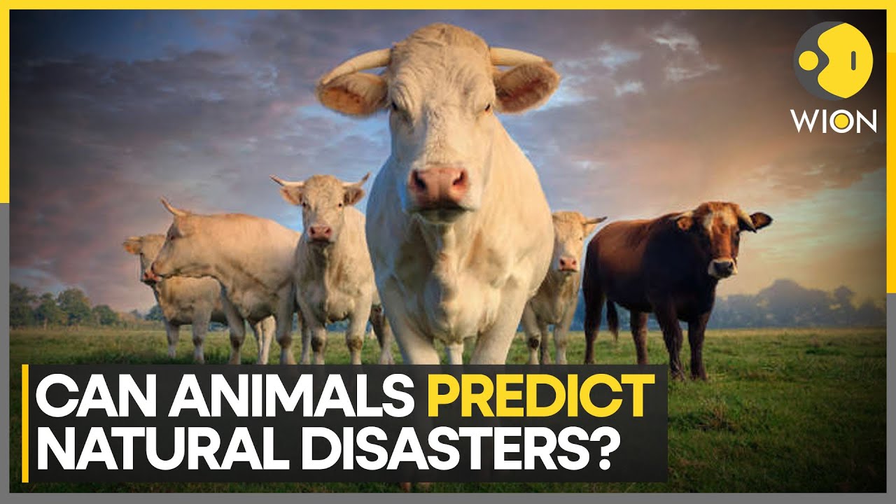 Animal's Behaviour Under Study For Early Warning Systems Of Natural ...