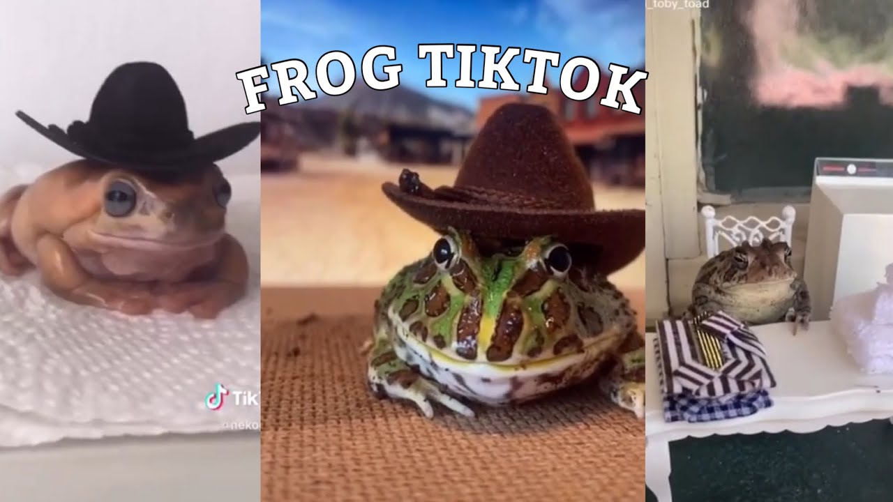 WELCOME TO FROG TIKTOK 🐸 TikTok Compilation October 2020 - YouTube