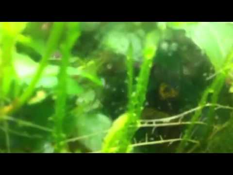 Bi-Color Leuc Dart Frog Hiding in Overgrowth- I See You - YouTube