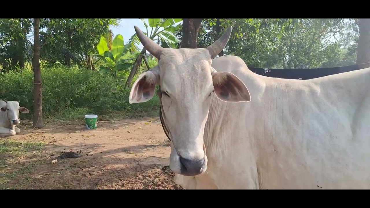 ជីវិតអ្នកស្រុកស្រែ អ្នកស្រុកជុំគិរី ខេត្តកំពត | នេះហើយជីវិត | # ...