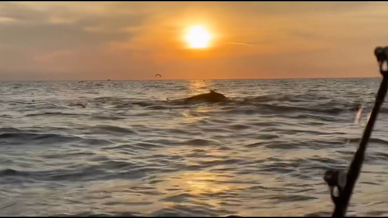 Bluefin Tuna at the Ranger June 2024 with Whales and Dolphins - YouTube