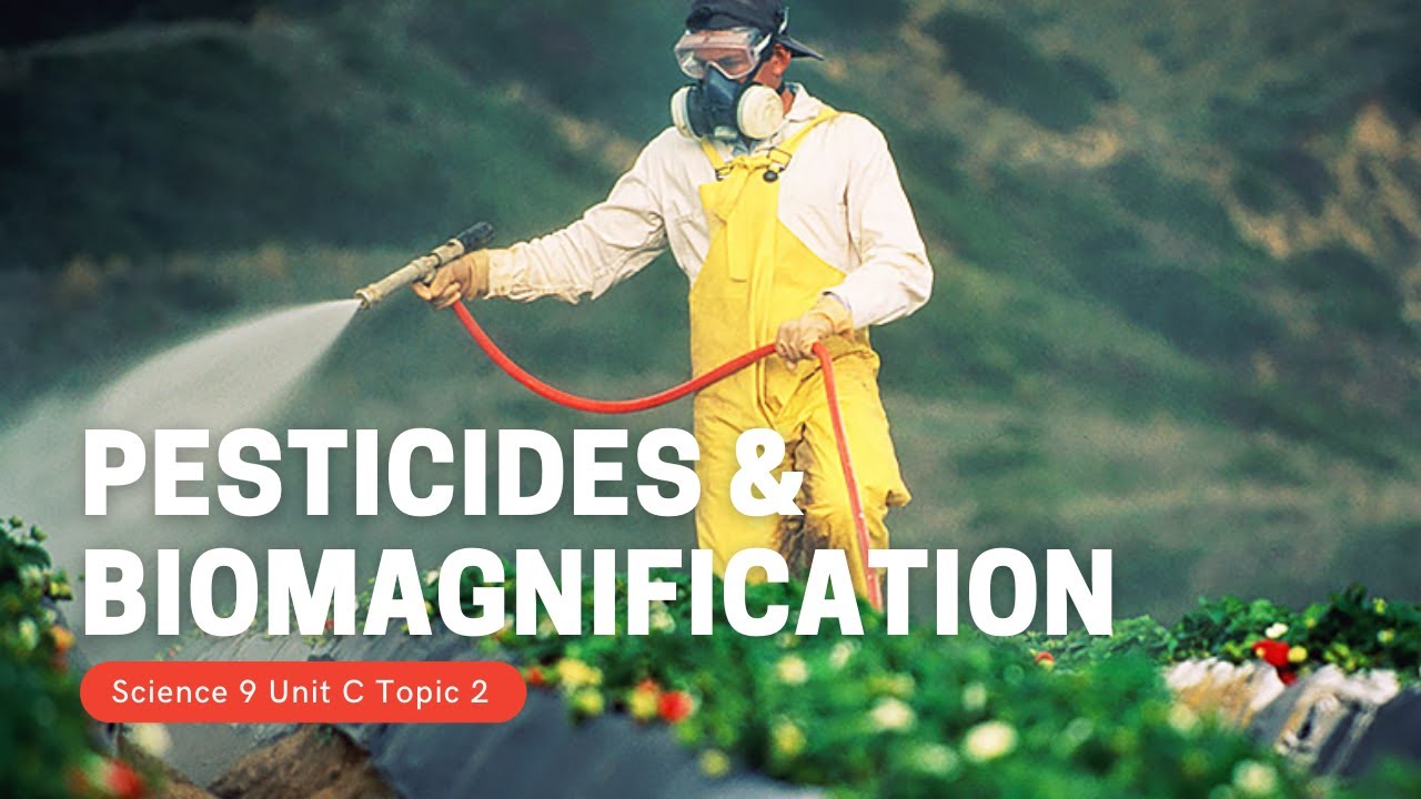 Pesticides & Biomagnification Sc9 UC T2 - YouTube