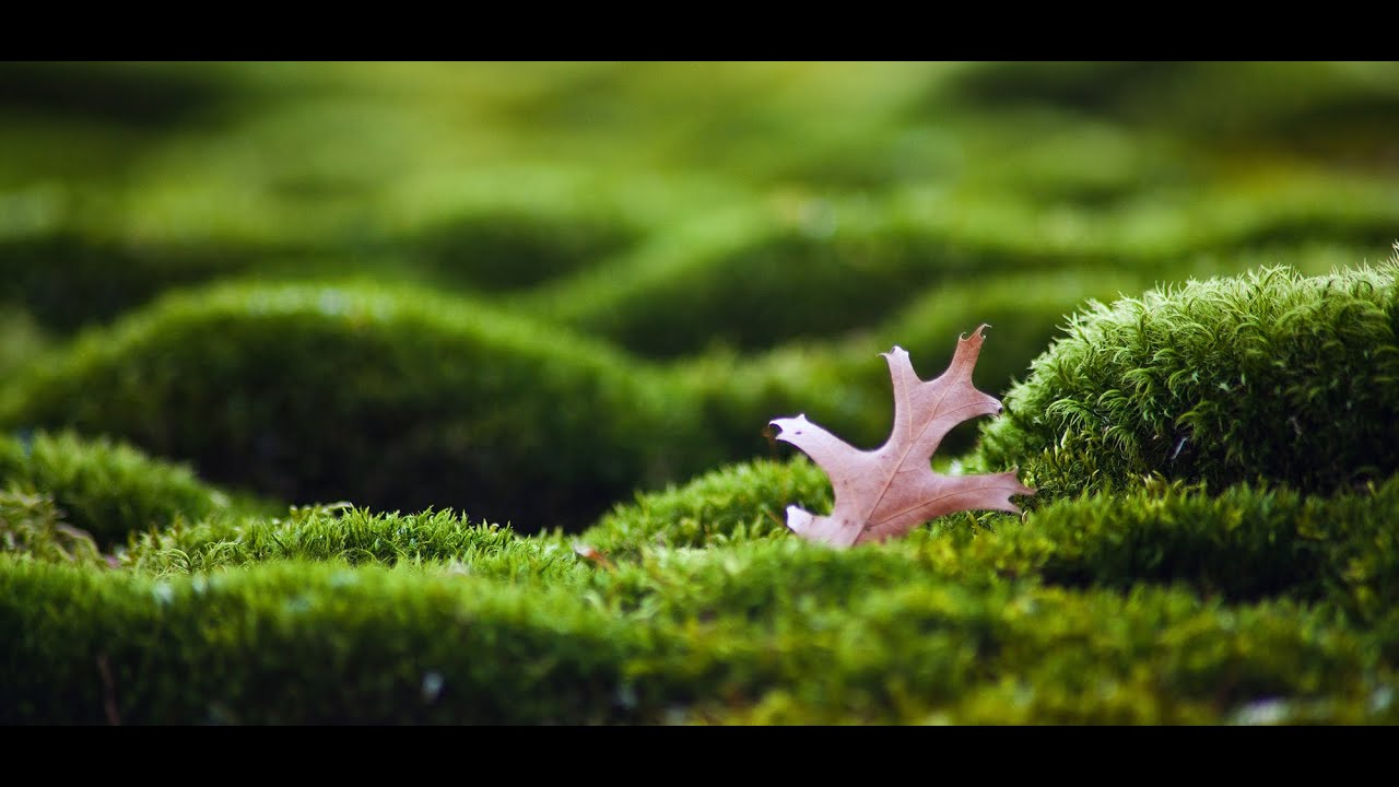 Photography ~ How to Take Great Pictures - Part 1 Selecting a Great ...