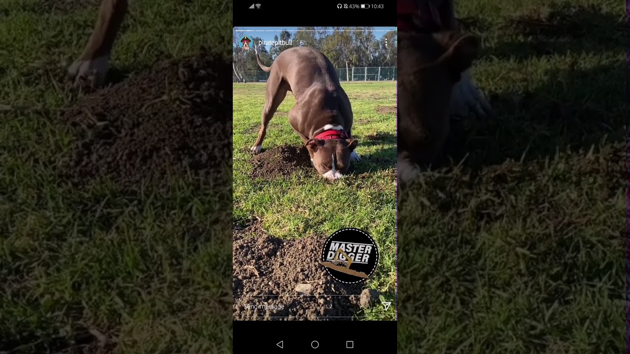 Pirate Pitbull Stories! #2 Master Digger Pitbulls - hardcore, bite ...