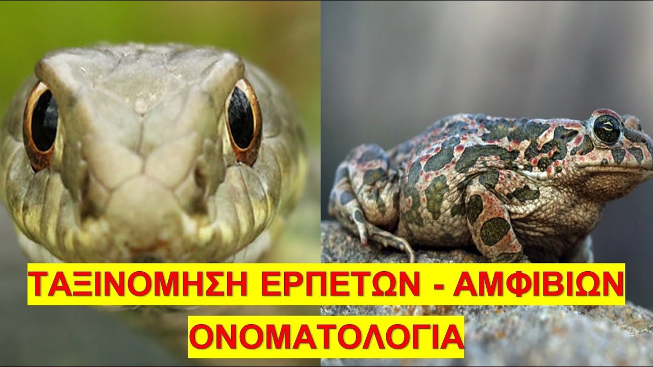 Ταξινόμηση ερπετών & αμφιβίων, Ονοματολογία | ΕΛΛΗΝΙΚΗ ΕΡΠΕΤΟΠΑΝΙΔΑ #1 ...