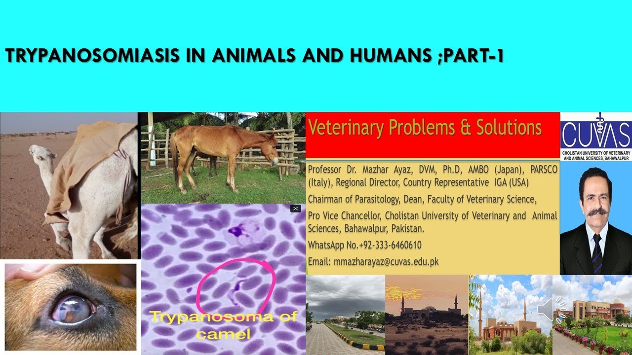 Trypanosomiasis in Cattle, Horses, Camel and Dogs, Causes, Symptoms ...