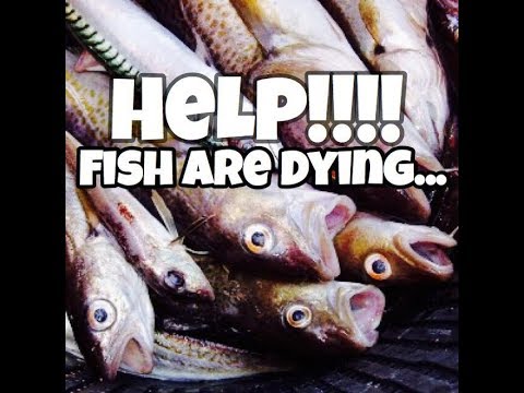 Fish are Dying and we need your help!!!!- The C.A.R.E.S Program - YouTube