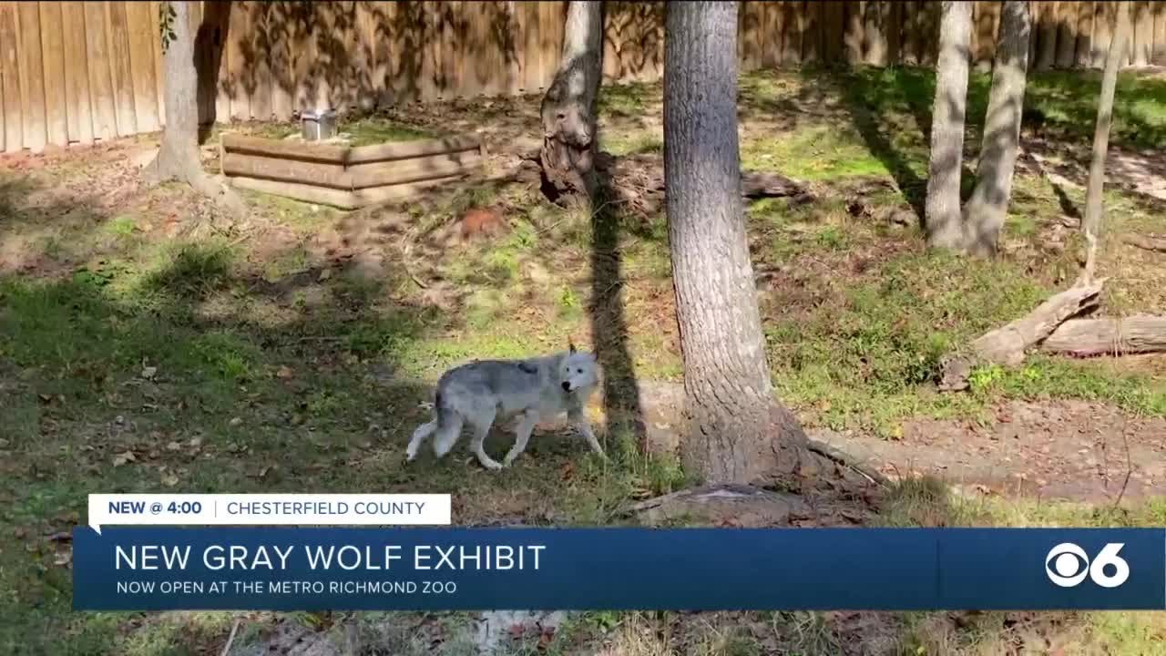 New wolf exhibit opens at Metro Richmond Zoo - YouTube