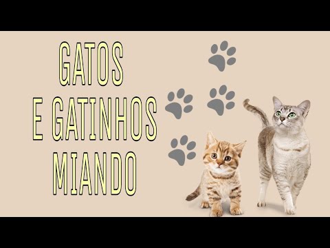 GATOS - Gatinhos Miando - Som de Gato Miando- Miado de Gato- Kittens ...