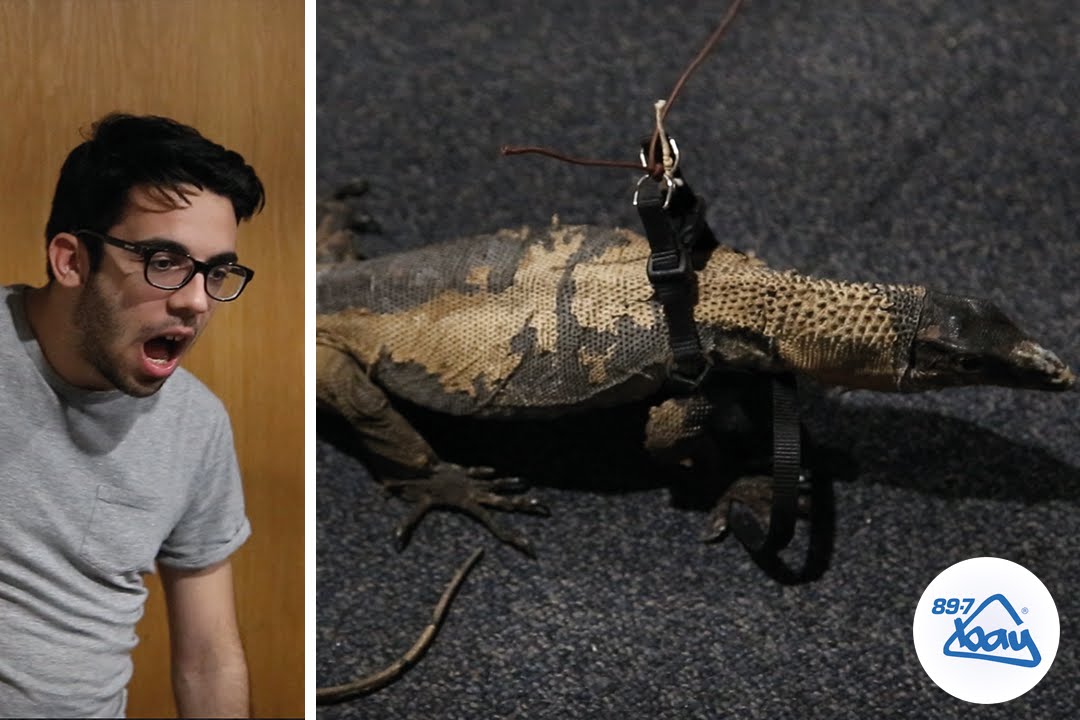Lizard in the Studio PRANK - YouTube