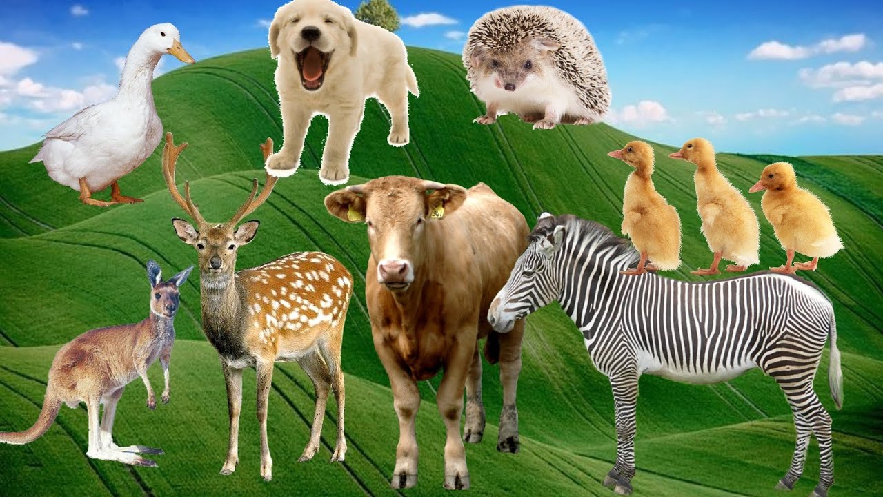 mengenal hewan,suara hewan,kangguru,anjing,sapi,rusa,entok,landak,anak ...