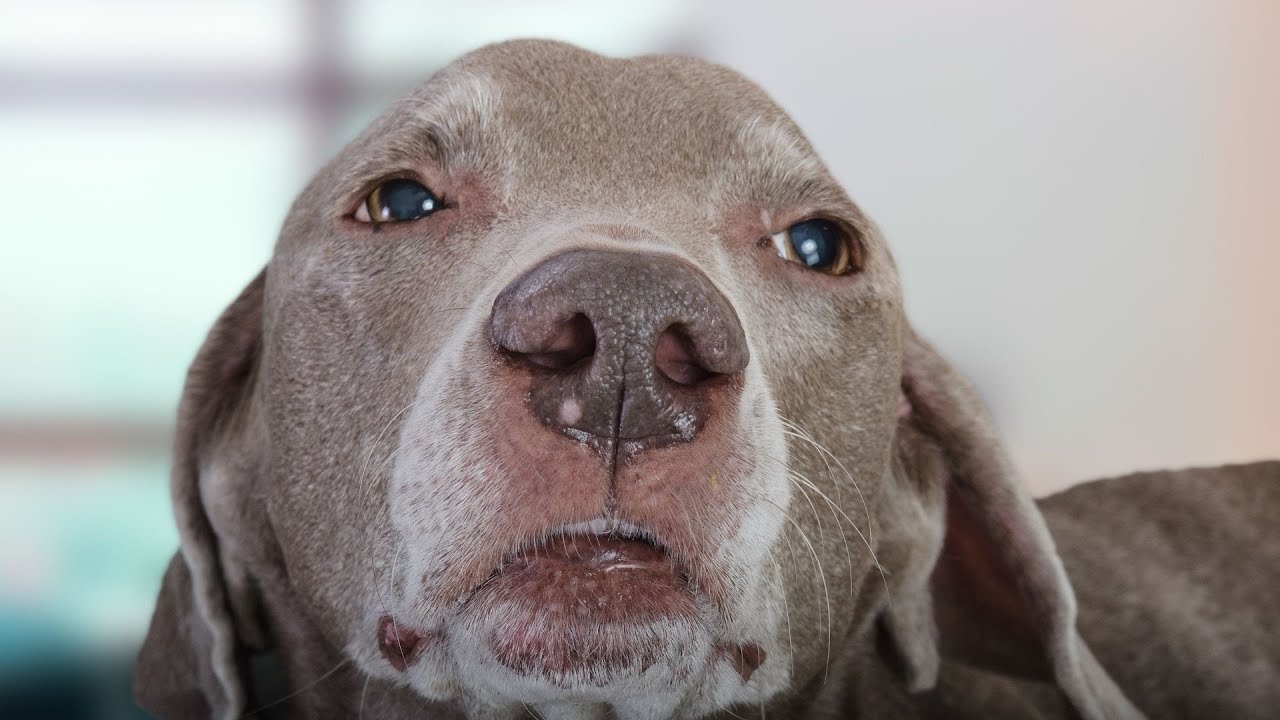 What is the Weimaraner's typical daily exercise routine? - YouTube