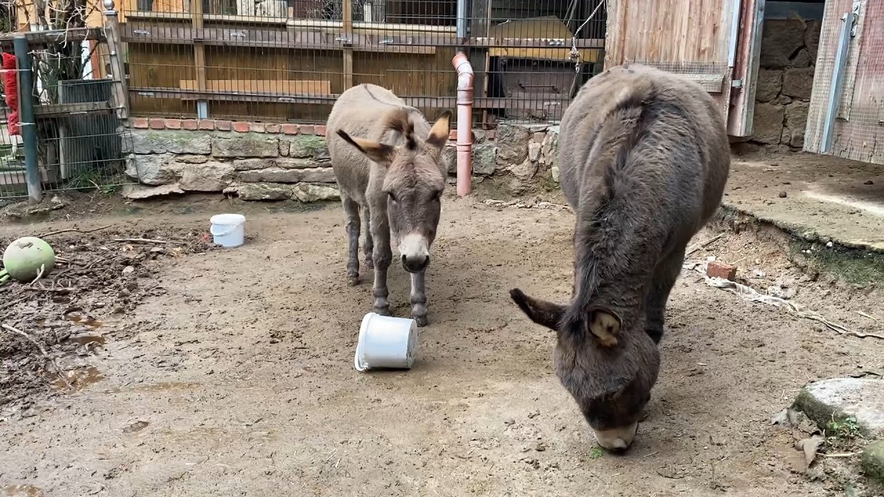 Esel ärgere Dich nicht! - YouTube