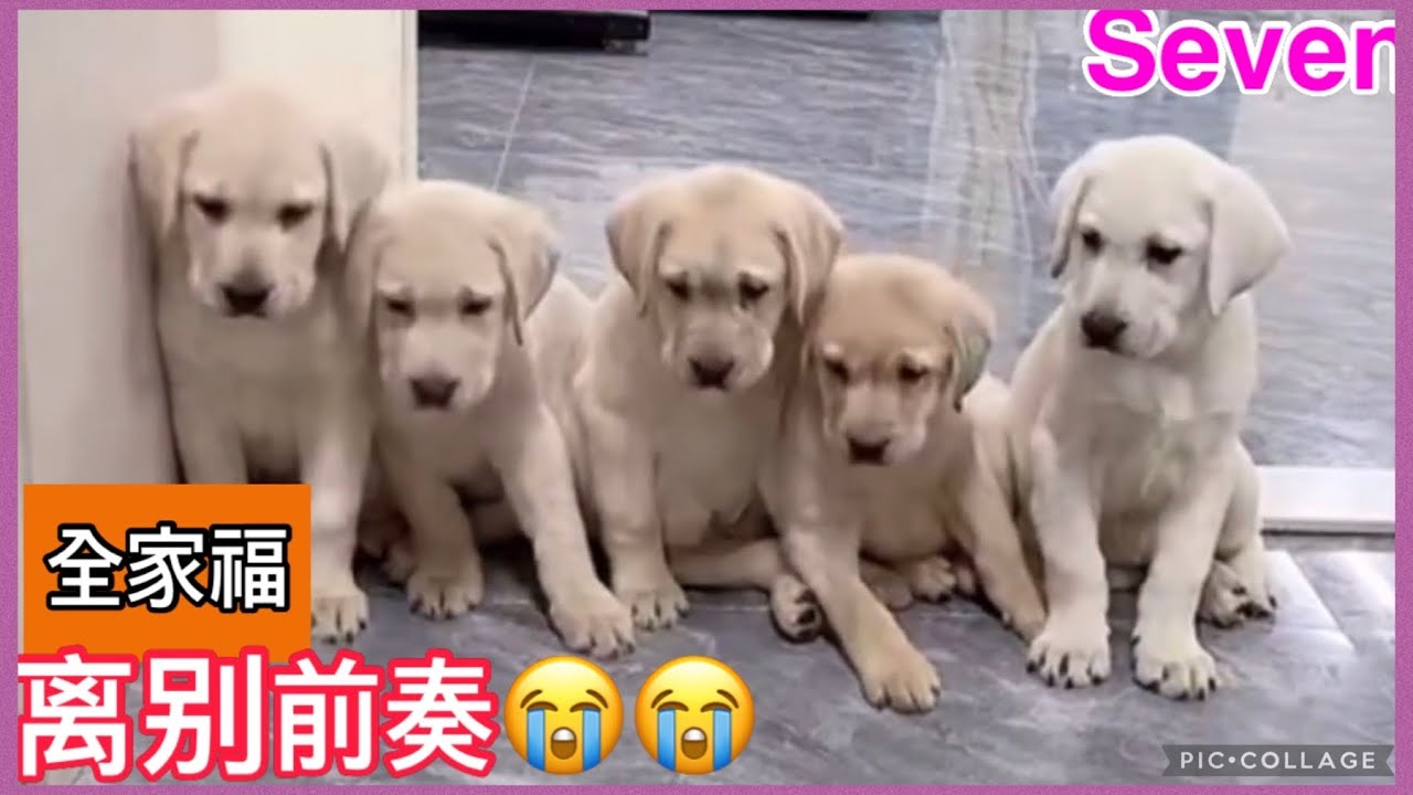 拉布拉多seven老四💕2023-5-24💕Labrador seven💕#赛文一家 #seven老四小迷糊 💕Queen Lee💕拉布拉多 ...