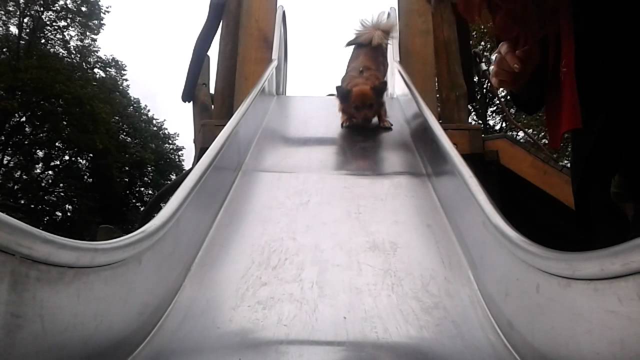 A puppy sliding down on a slide - YouTube