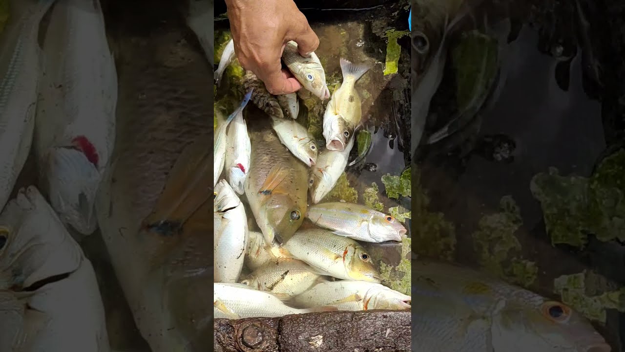 Ikan Pinang Pinang Besar Nya Aso Bosku Mancing Ga Sampai Satu Jam - YouTube