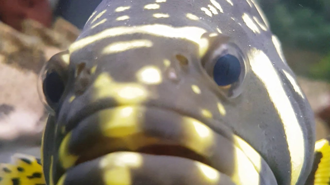 BBG Bumblebee grouper - YouTube