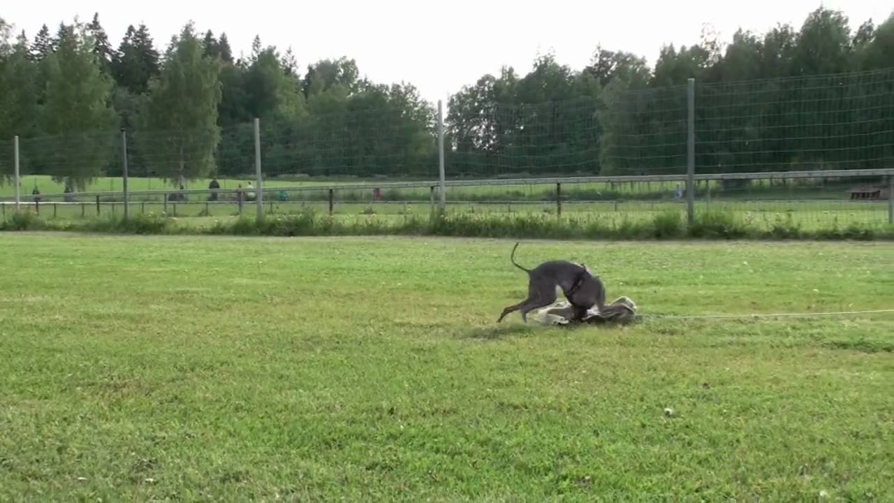 Italian Greyhounds at track racing practice - YouTube