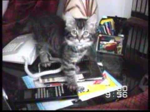 Baby Tiger and Fluff come home in 1990 - YouTube