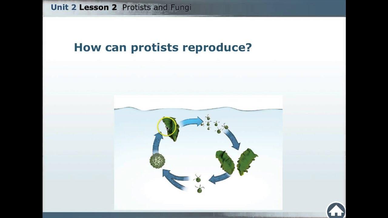 Unit 2 Lesson 2 Protists and Fungi - YouTube