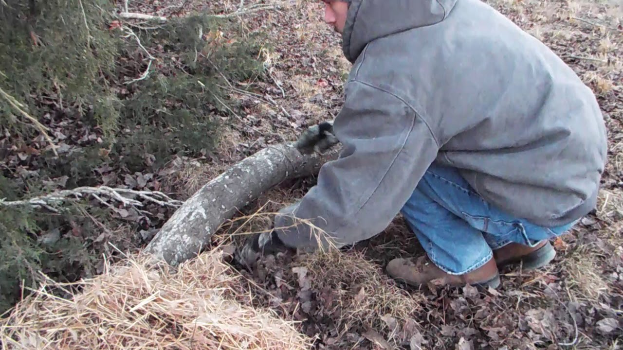 Modified Hay Set for Fox and Coyote - YouTube