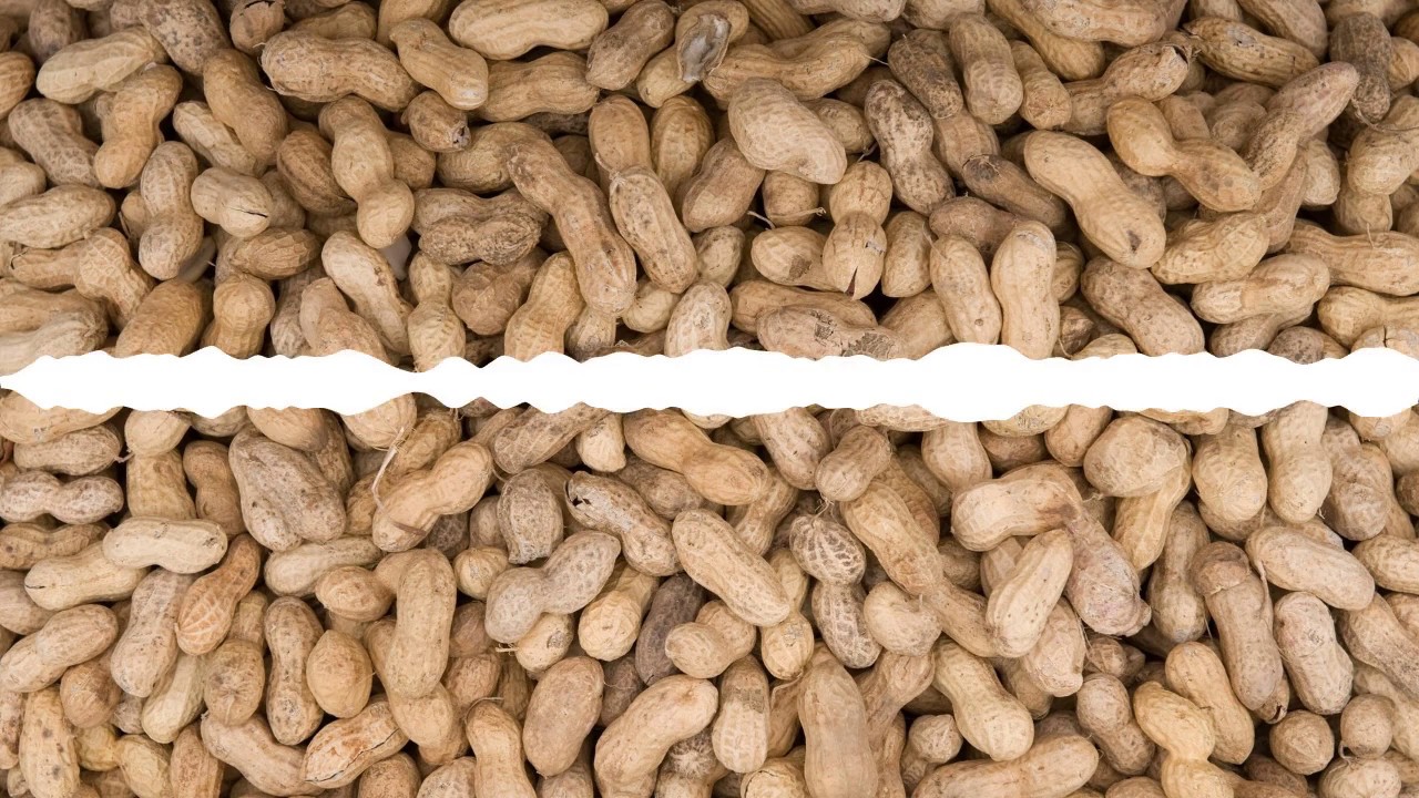 "Peanut dust should be put in baby food to avoid allergies" - YouTube