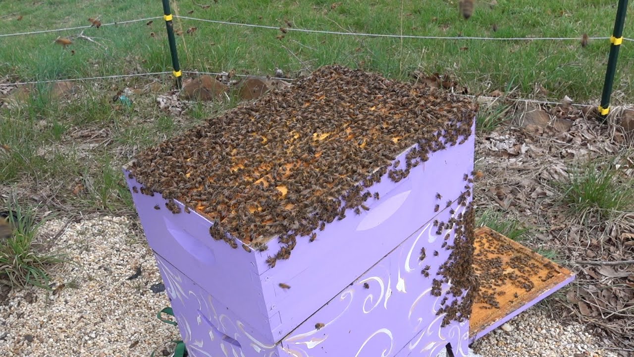 Purple hive was overflowing with bees | Time to do a split - YouTube