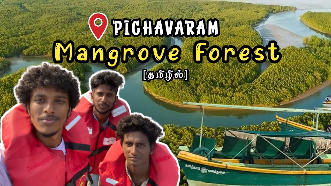 World’s second largest mangrove forest | pichavaram | pichavaram ...