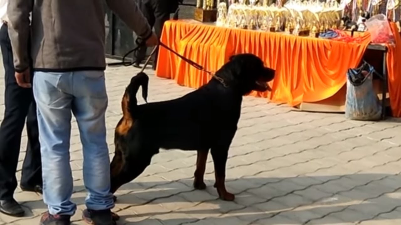 ROTTWEILER DOG SHOW/// All about Rottweiler// DOGGYZ WORLD - YouTube