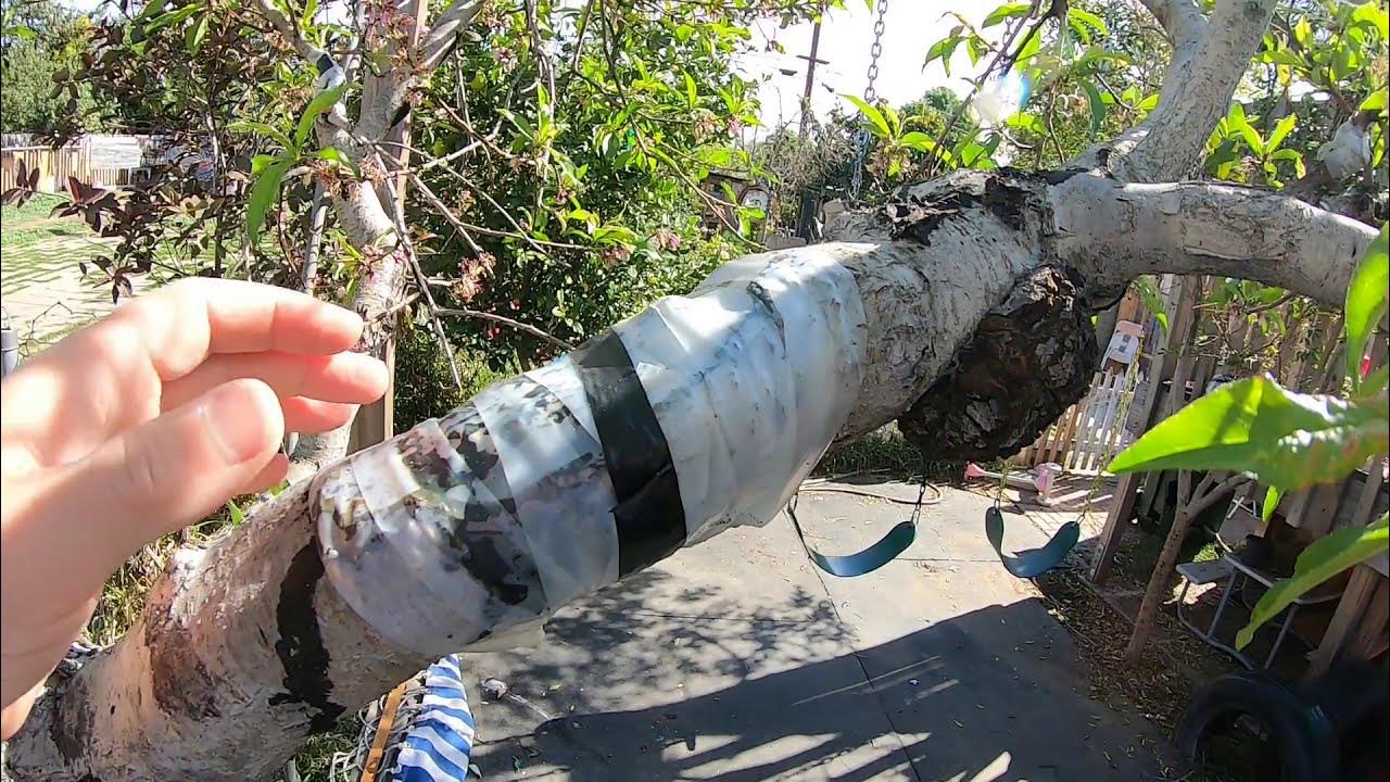 Peach Tree Dying 1 5 Month Update YouTube peach-tree-dying-1-5-month-update-youtube