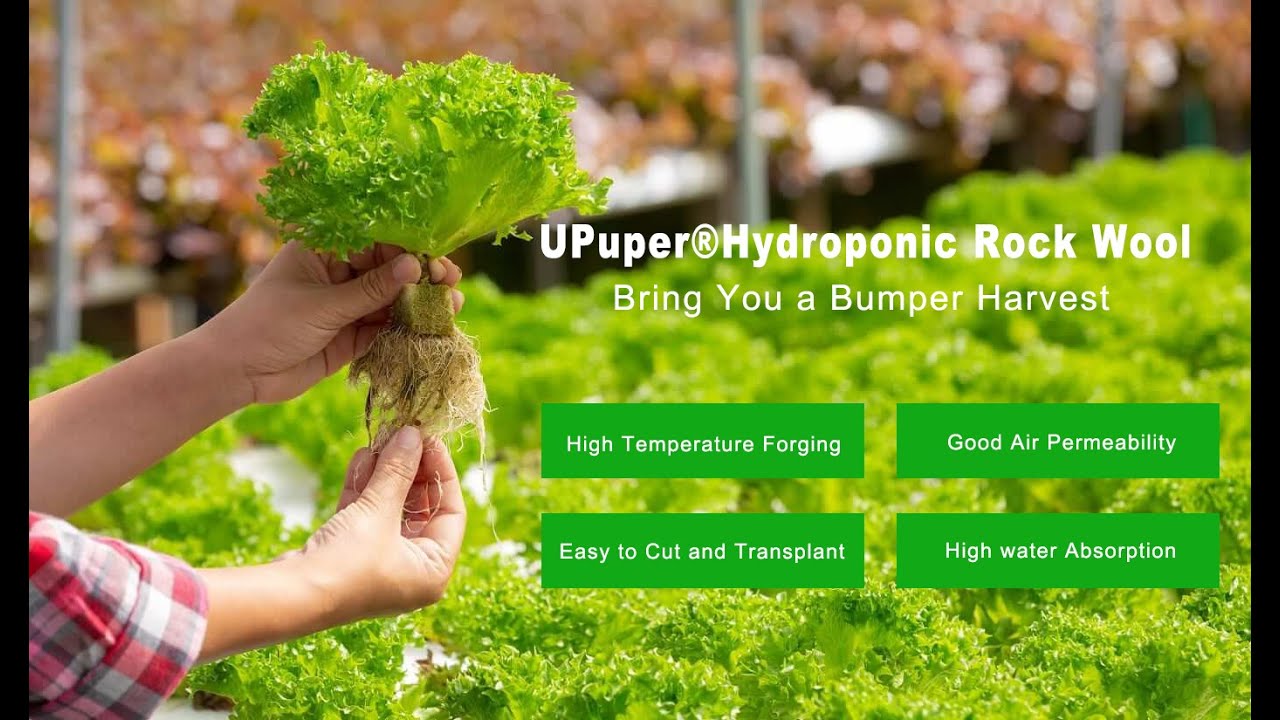 How to use rockwool hydroponic slabs for leafy plant growing? #upuper # ...
