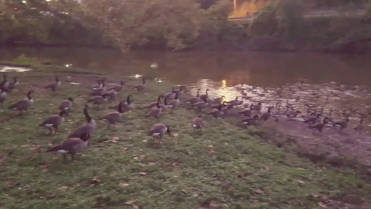 Ducks night out - YouTube