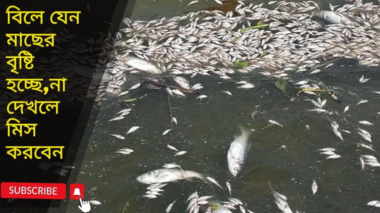 বিলে যেন মাছের বৃষ্টি হচ্ছে,না দেখলে মিস করবেন//🌱🦐🐟🦀Bangla Agro Fish ...