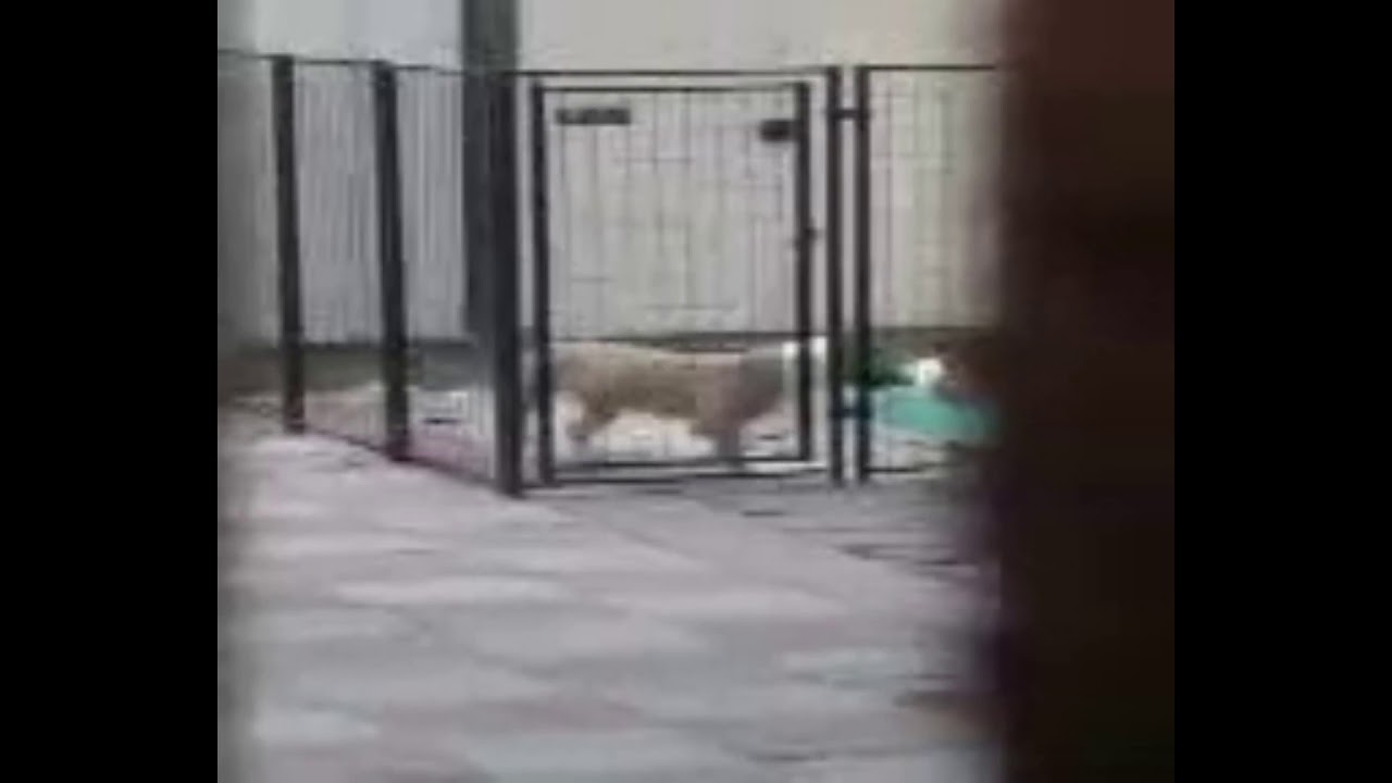 AMERICAN BULLY JUMPING 6FT FENCES - YouTube