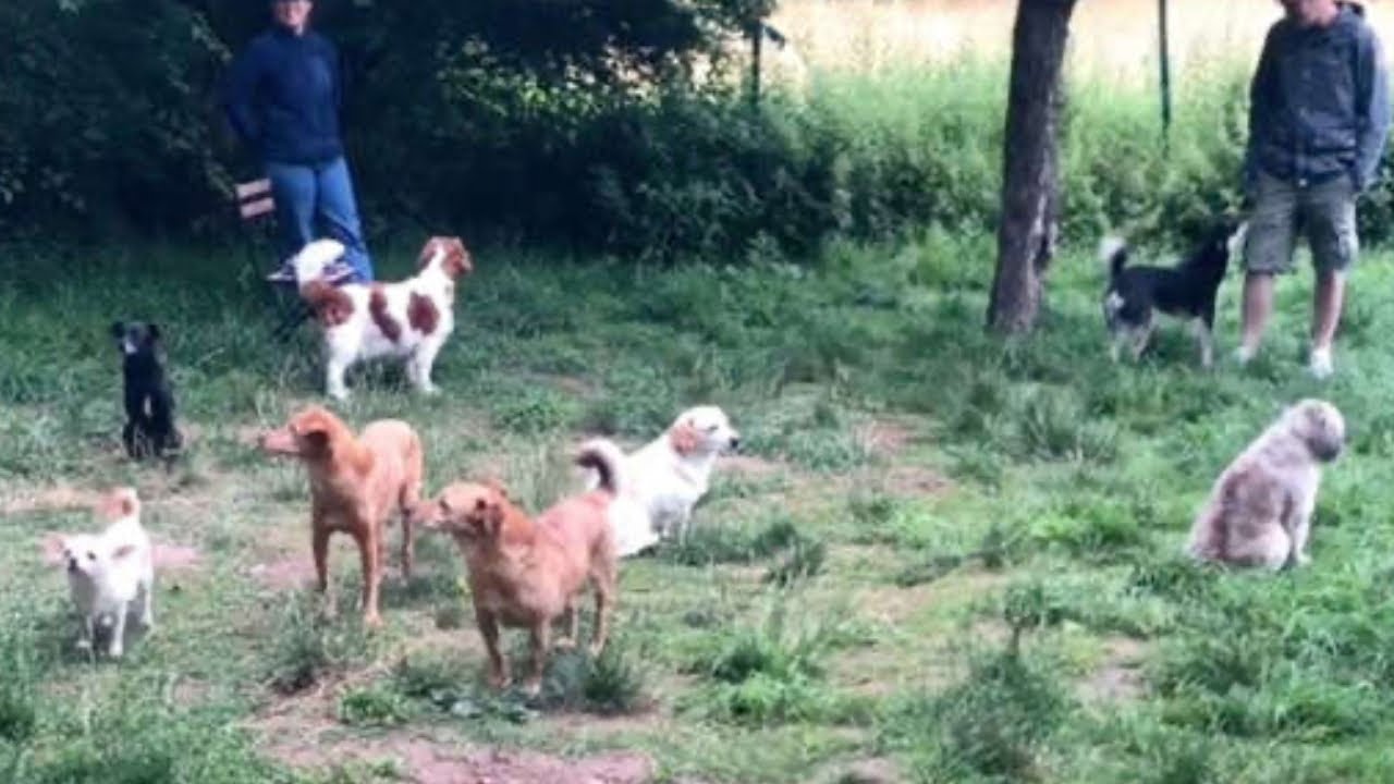 Are Extroverts Like Dogs