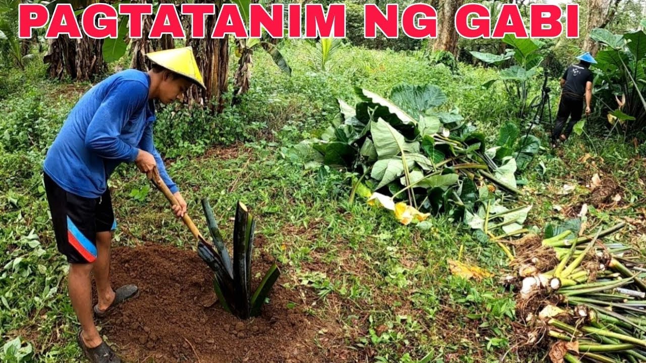 Pagtatanim ng mga gabi 80 piraso bagong tanim - YouTube