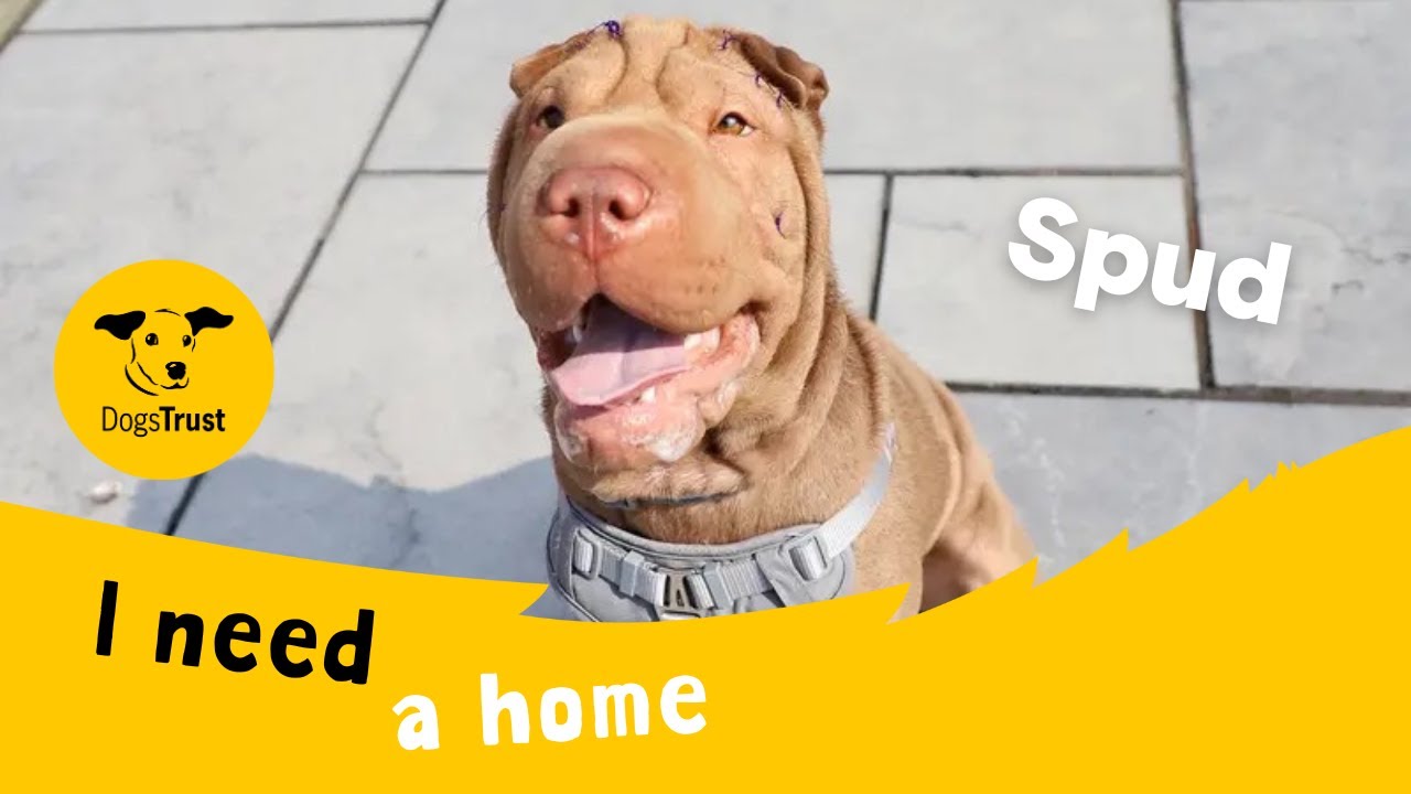 Spud the super Shar Pei | Dogs Trust Leeds - YouTube