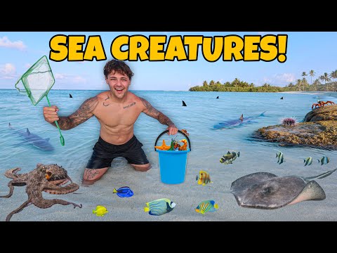 Finding SEA CREATURES on REMOTE ISLAND in Maldives!! (10,000 miles away)