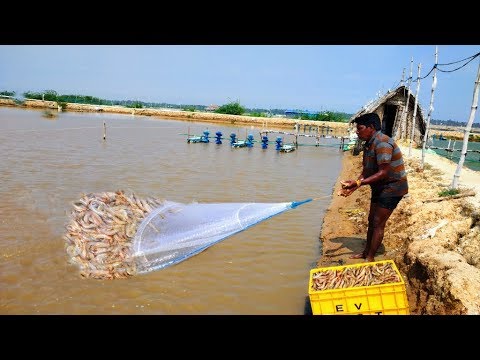 PRAWN CATCHING VIDEOS - YouTube